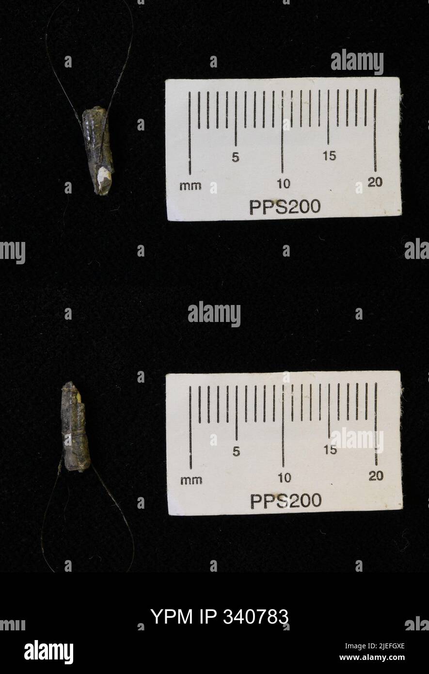 Dentaliidae tusk hi-res stock photography and images - Alamy