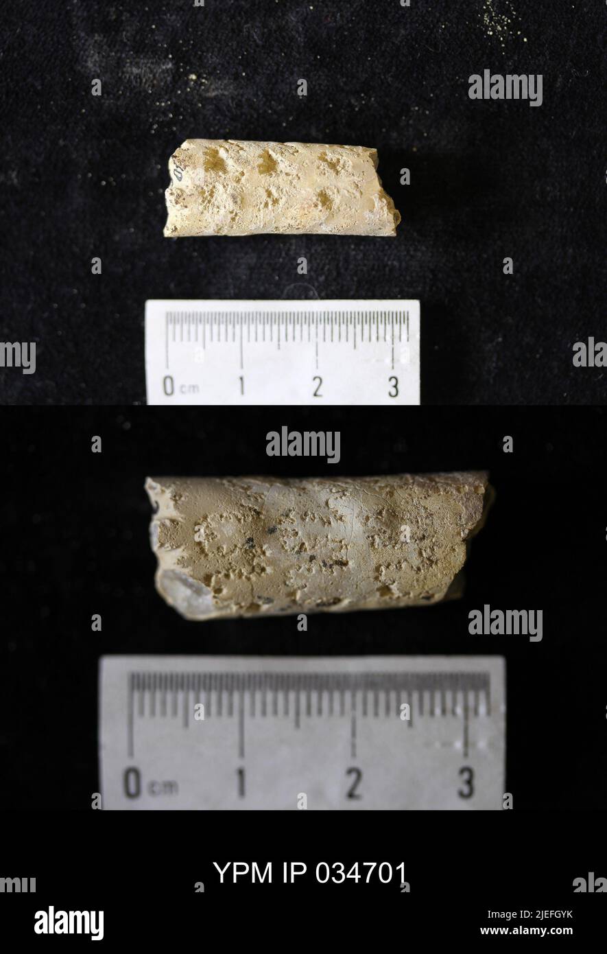 Baculites aquilaensis animalia hi-res stock photography and images - Alamy