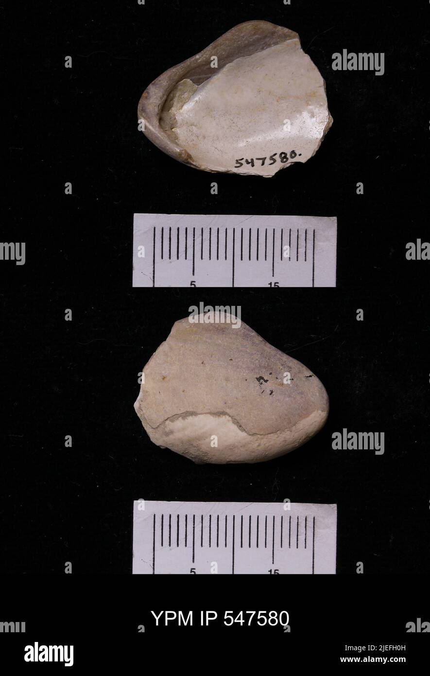 Modiolus modiolus linnaeus hi-res stock photography and images - Alamy