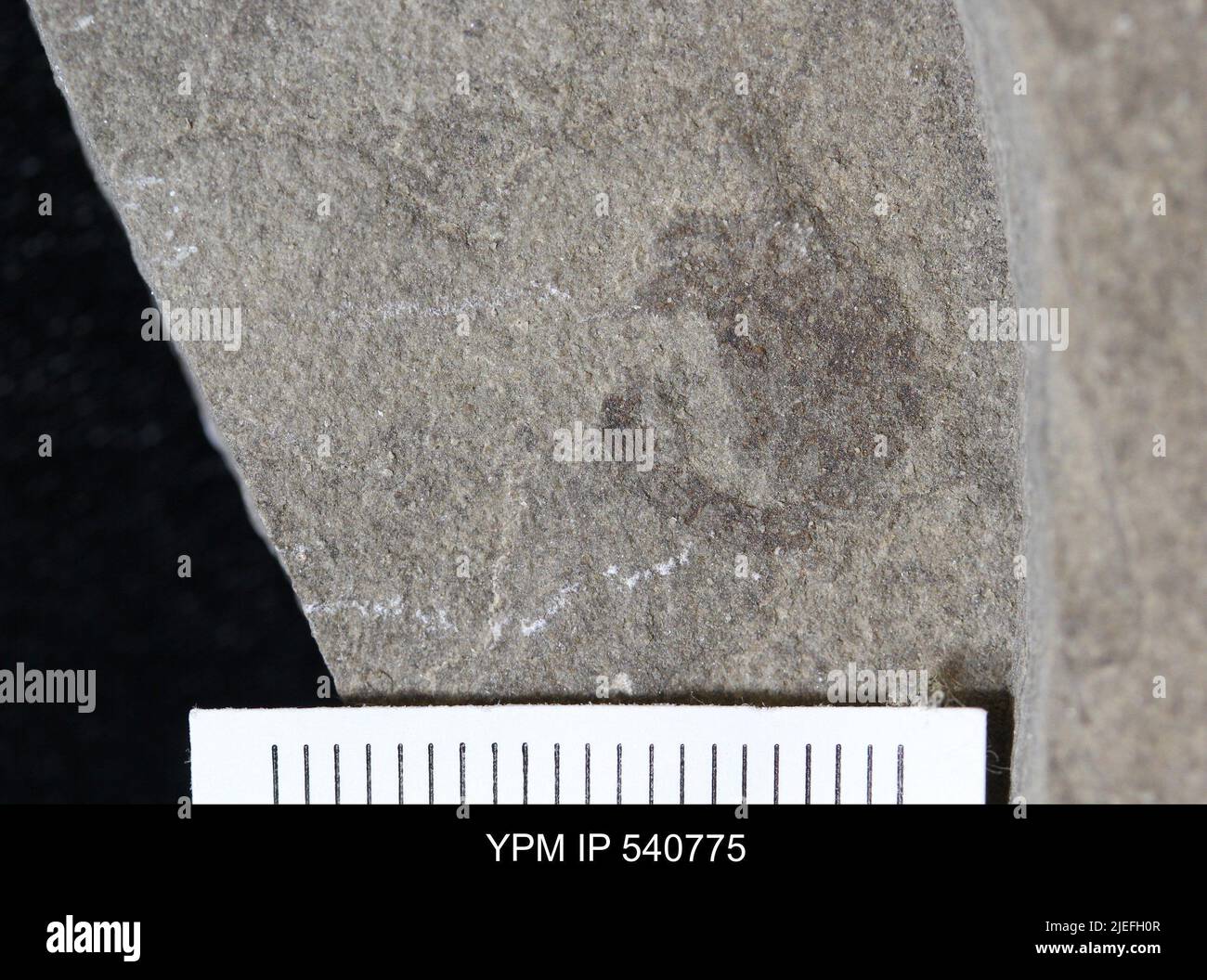 Scorpionida hi-res stock photography and images - Alamy