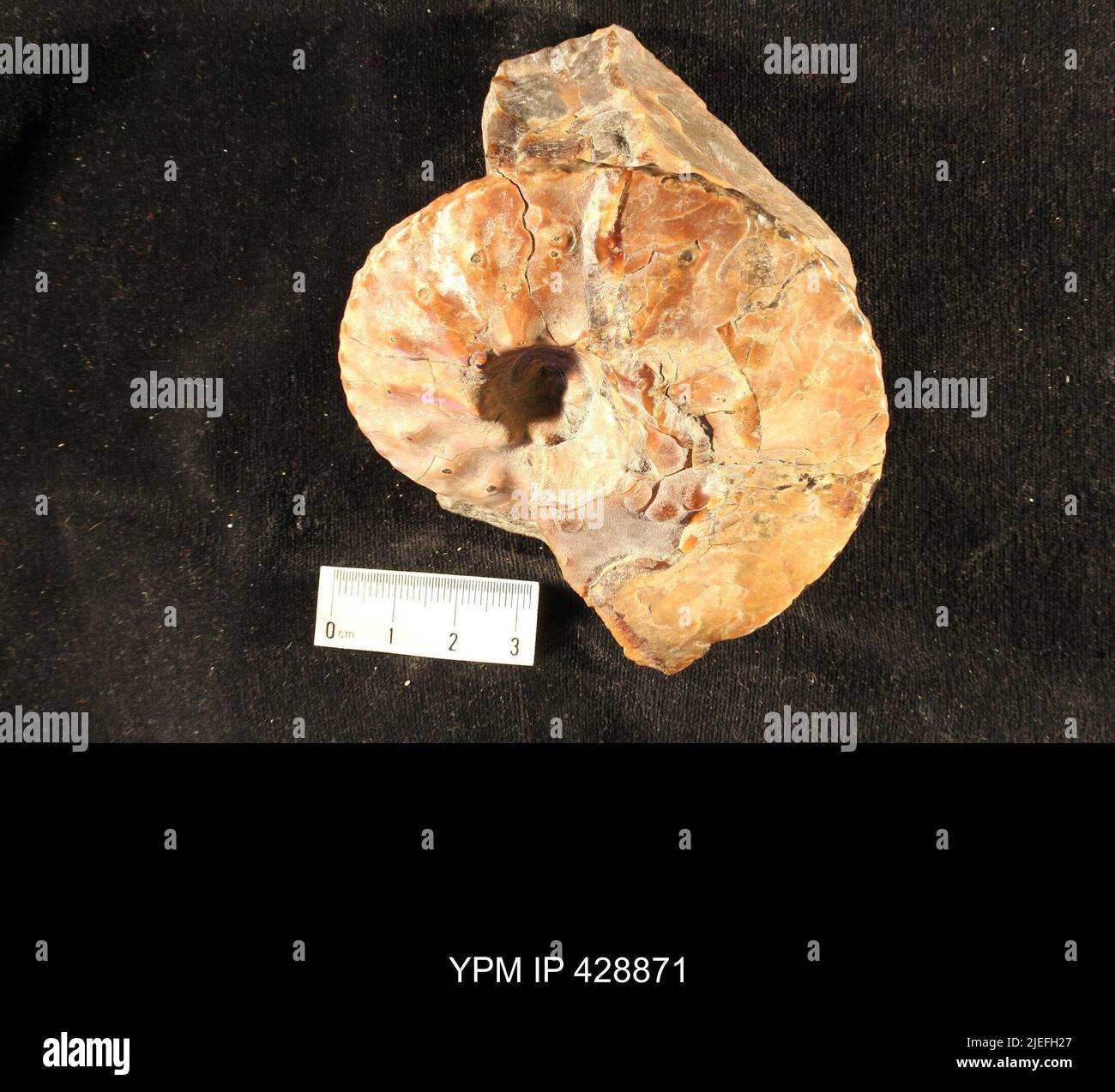 Ammonitina hi-res stock photography and images - Alamy