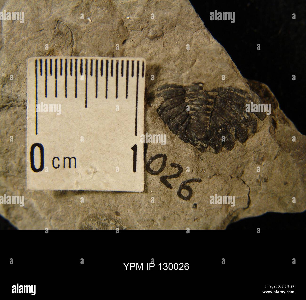 Greenops sp animalia hi-res stock photography and images - Alamy