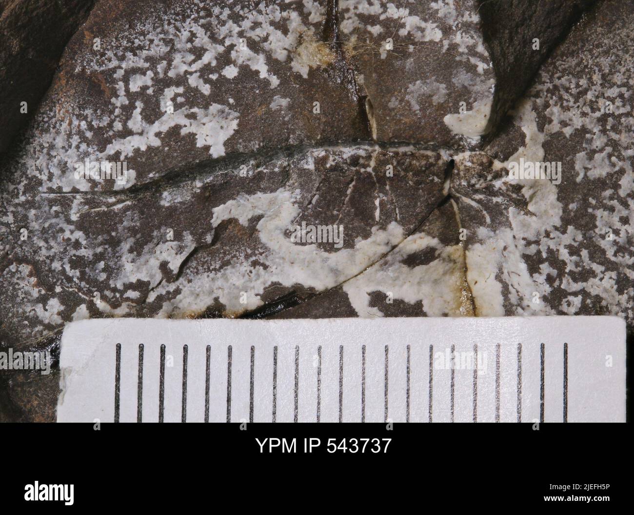 Malacostracan anatomy hi-res stock photography and images - Alamy