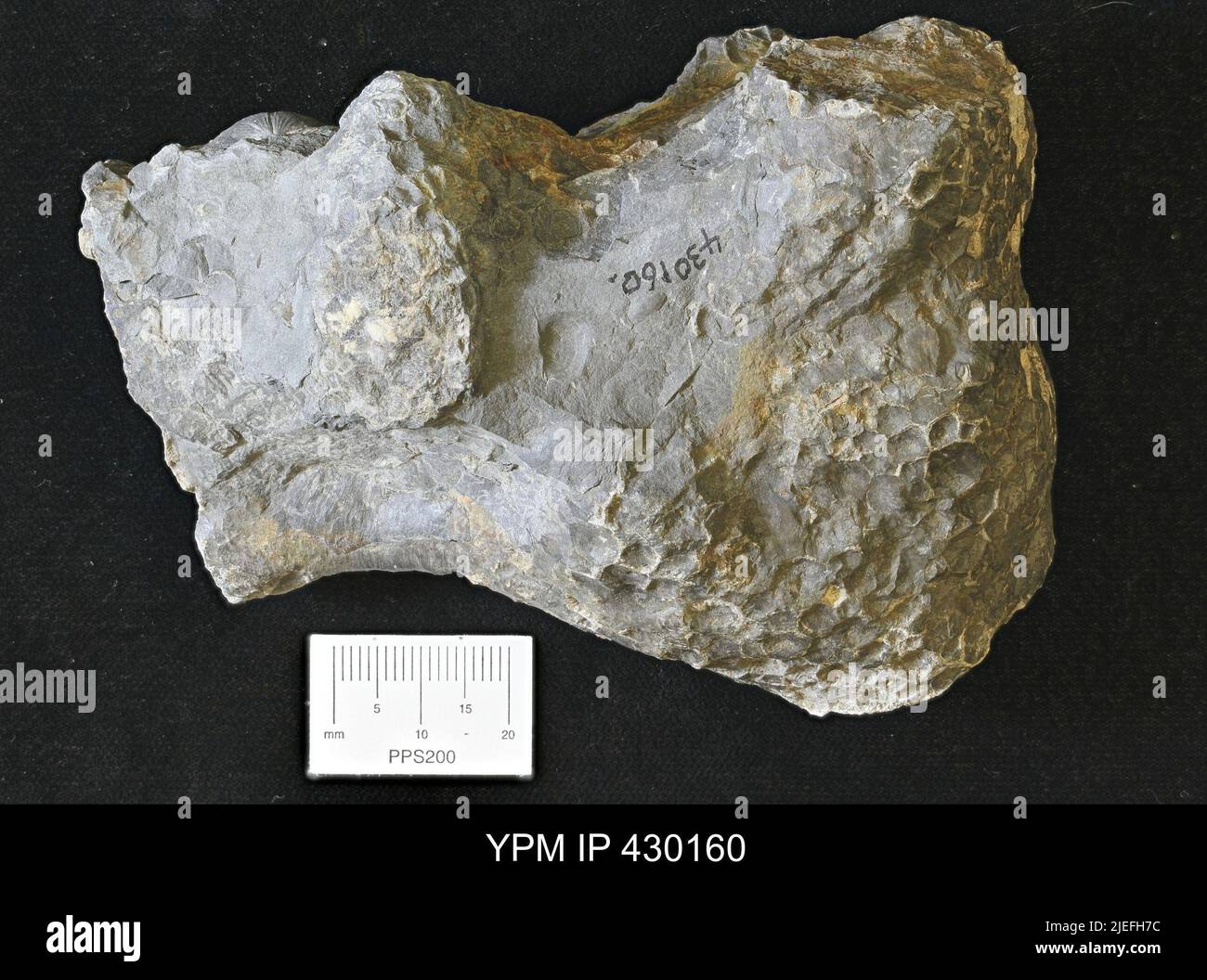 Tabulata hi-res stock photography and images - Alamy