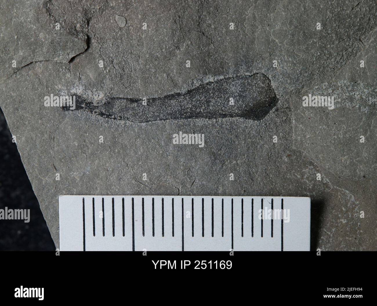 Cooksonia plants hi-res stock photography and images - Alamy