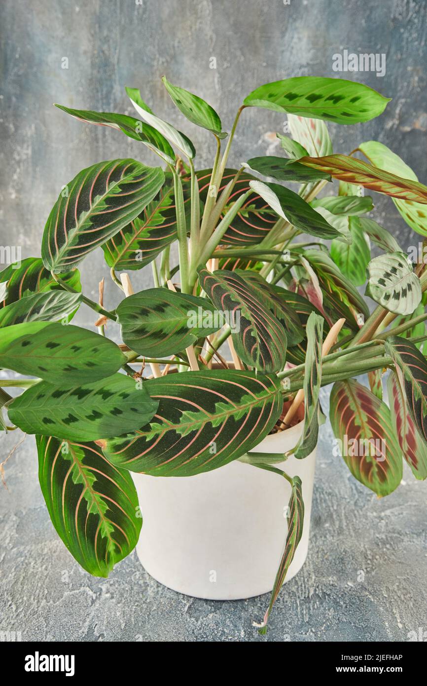 Green calathea in white pot on blue concrete Stock Photo - Alamy