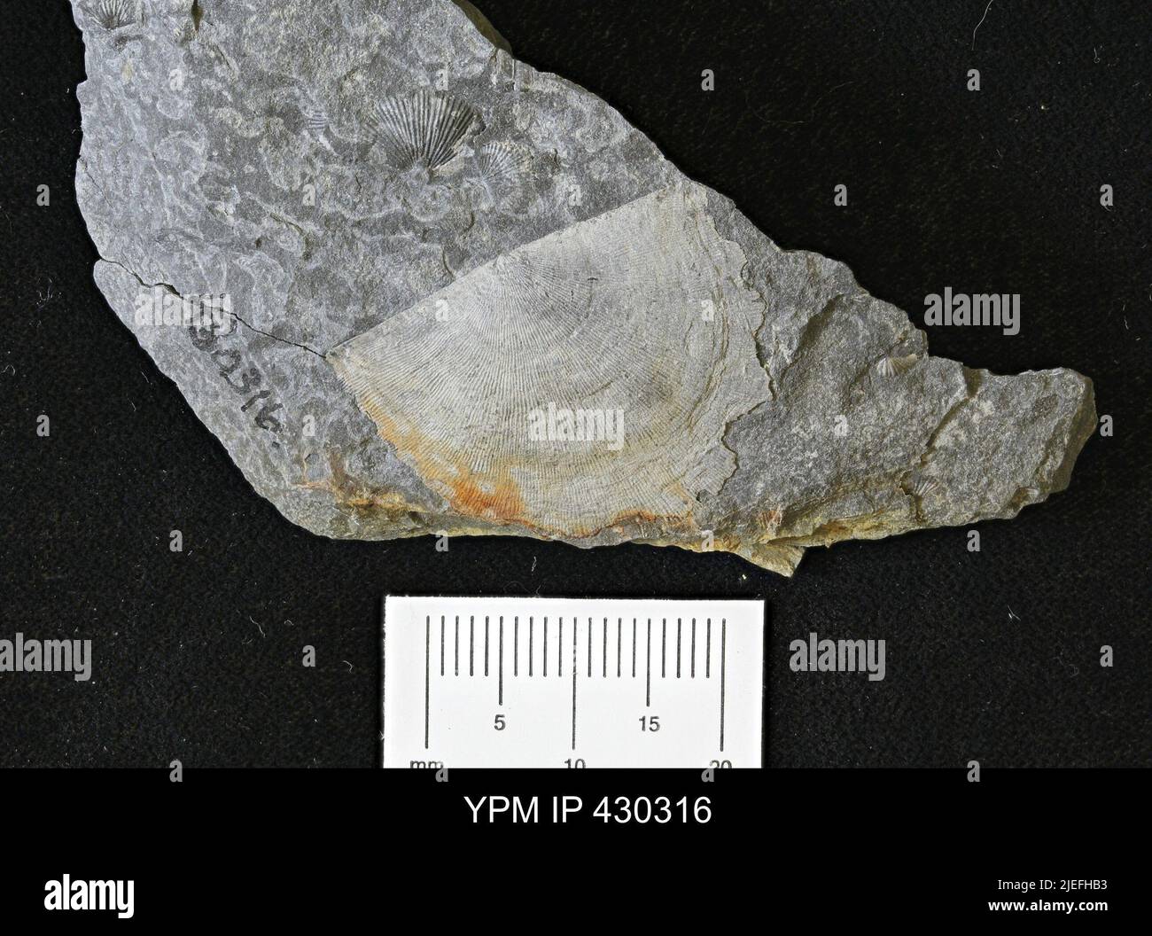 Strophomenida hi-res stock photography and images - Alamy