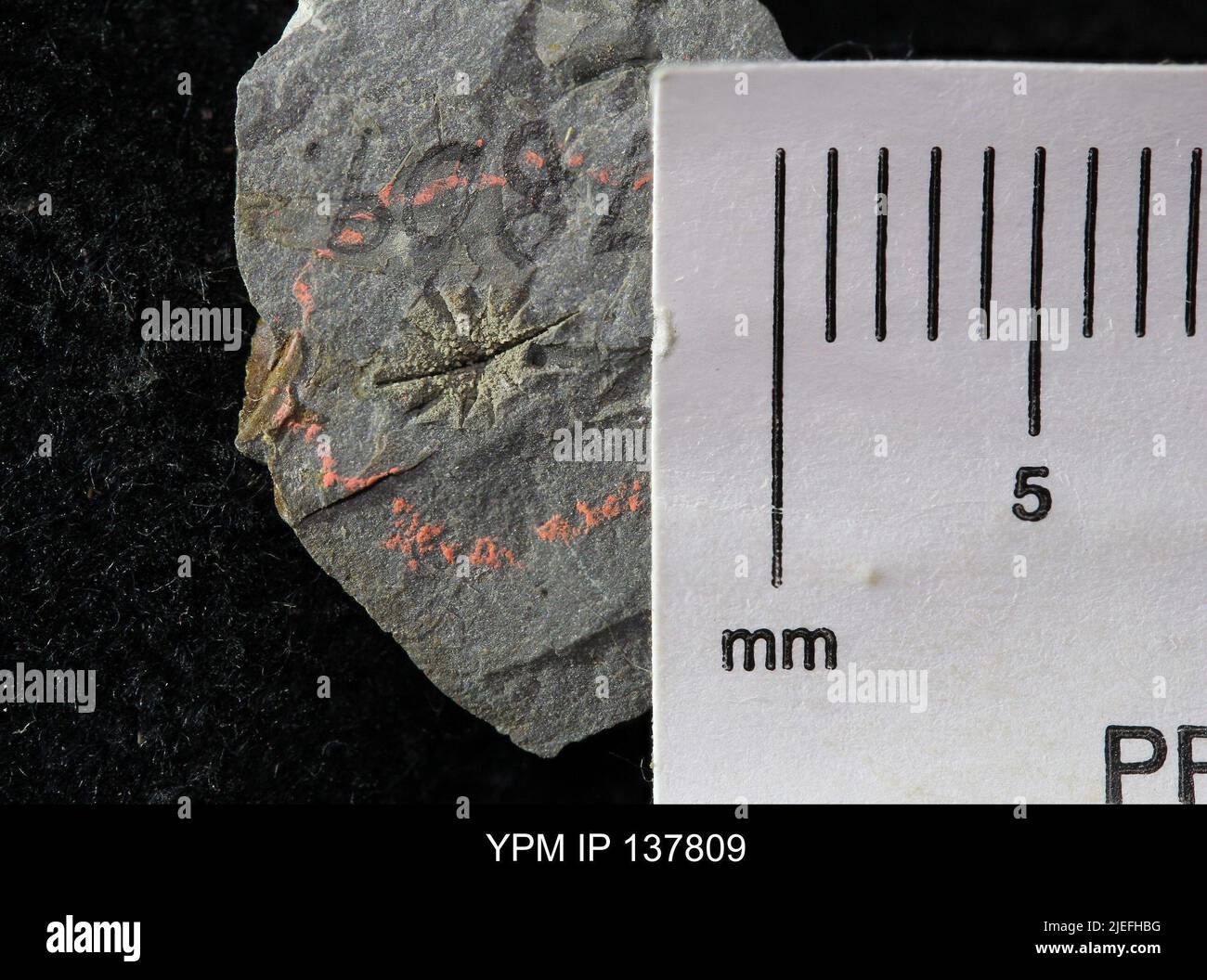 Eocystites primaevus animalia hi-res stock photography and images - Alamy