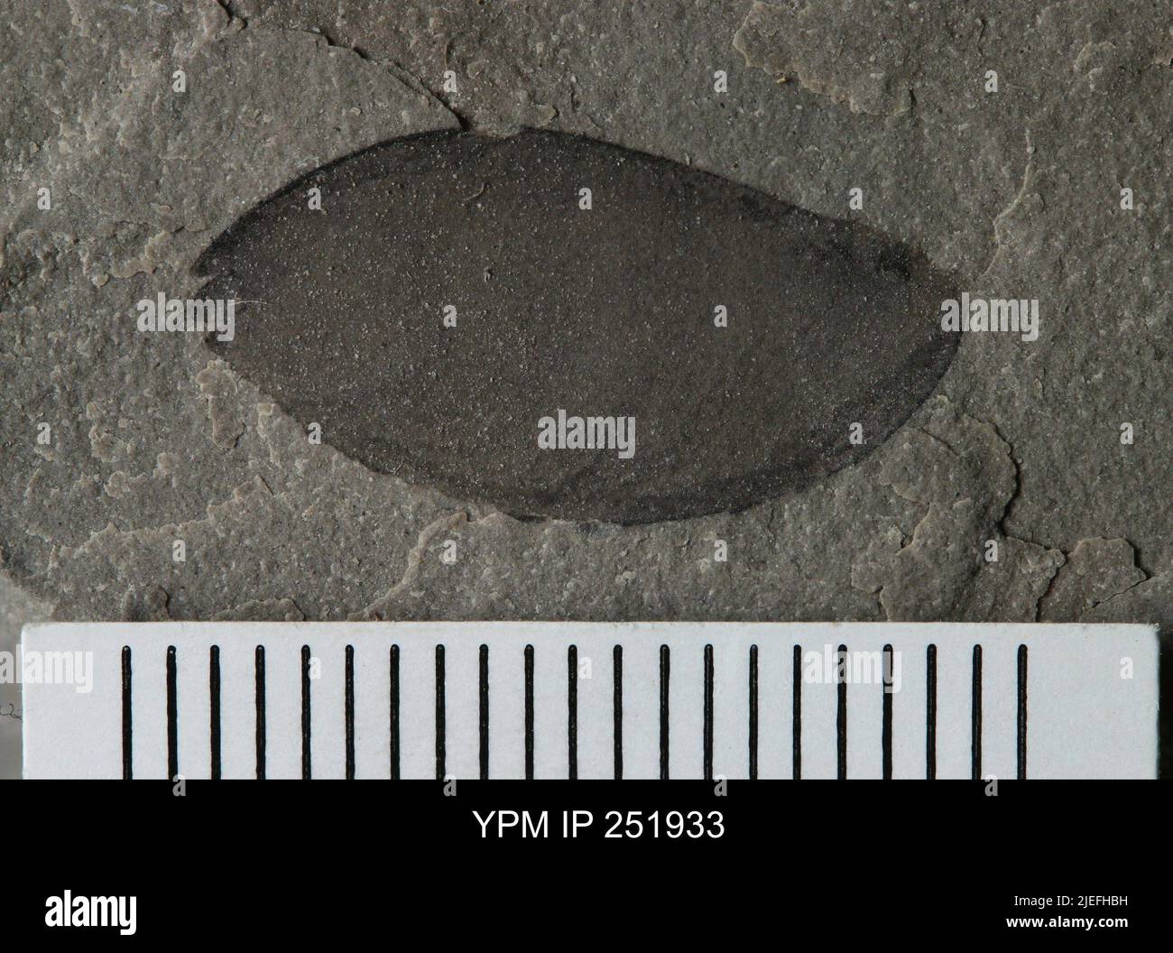 Eurypterus or eurypterid or pterygotus hi-res stock photography and ...