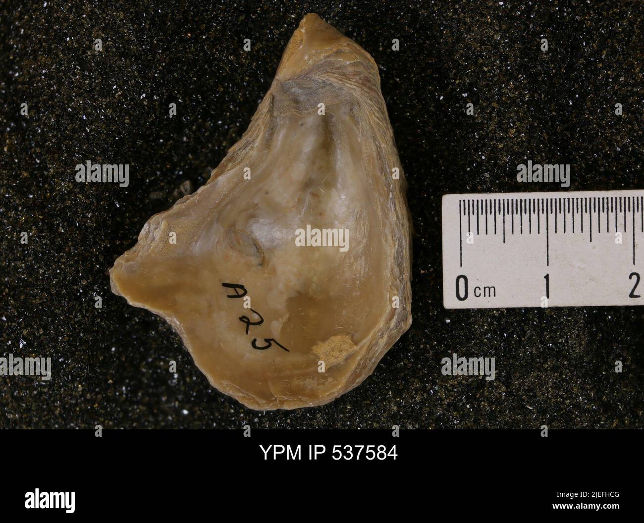 Gryphaea mucronata Gabb Stock Photo - Alamy