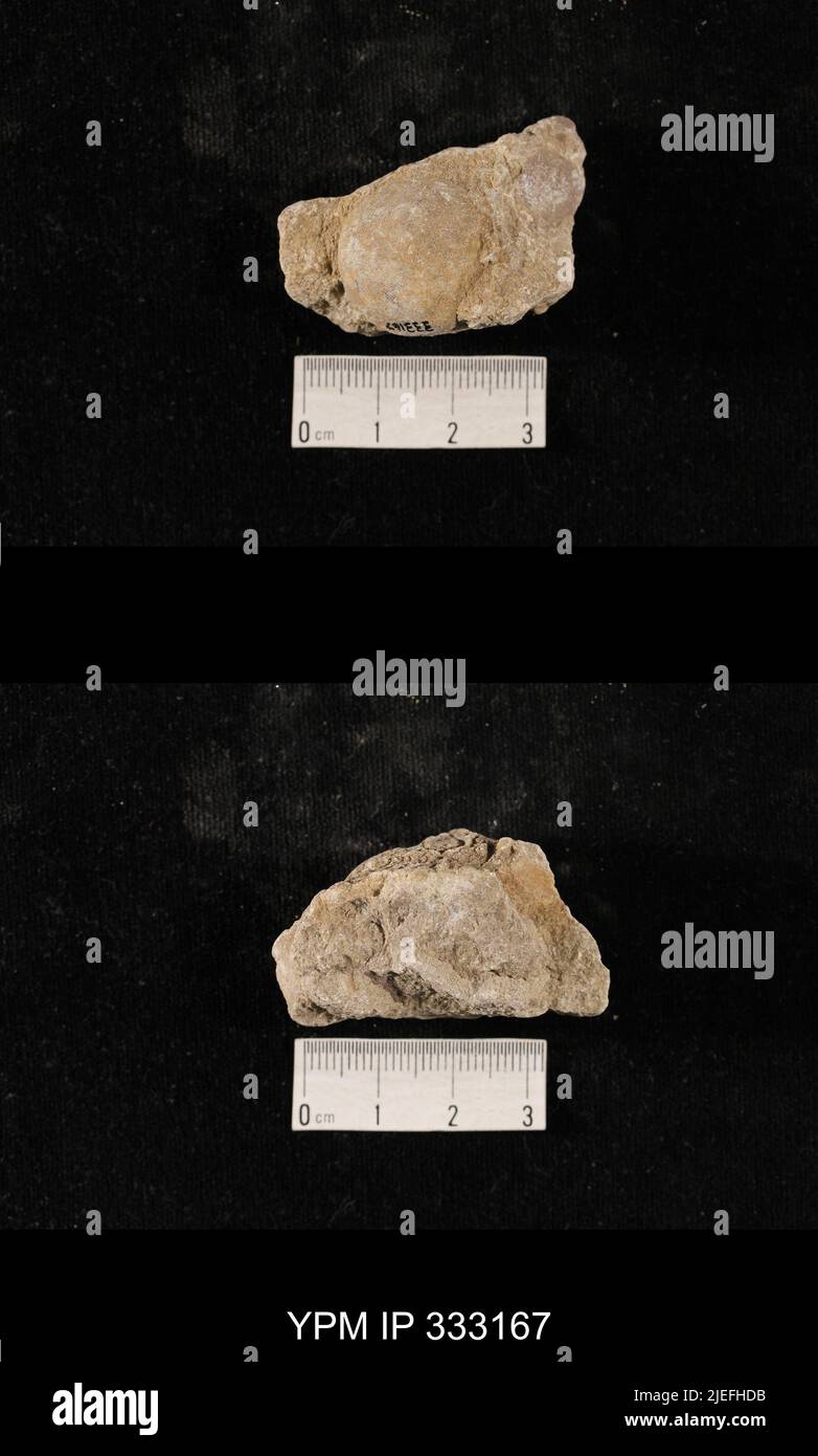 Rhipidomella sp. d'Orbigny Stock Photo - Alamy