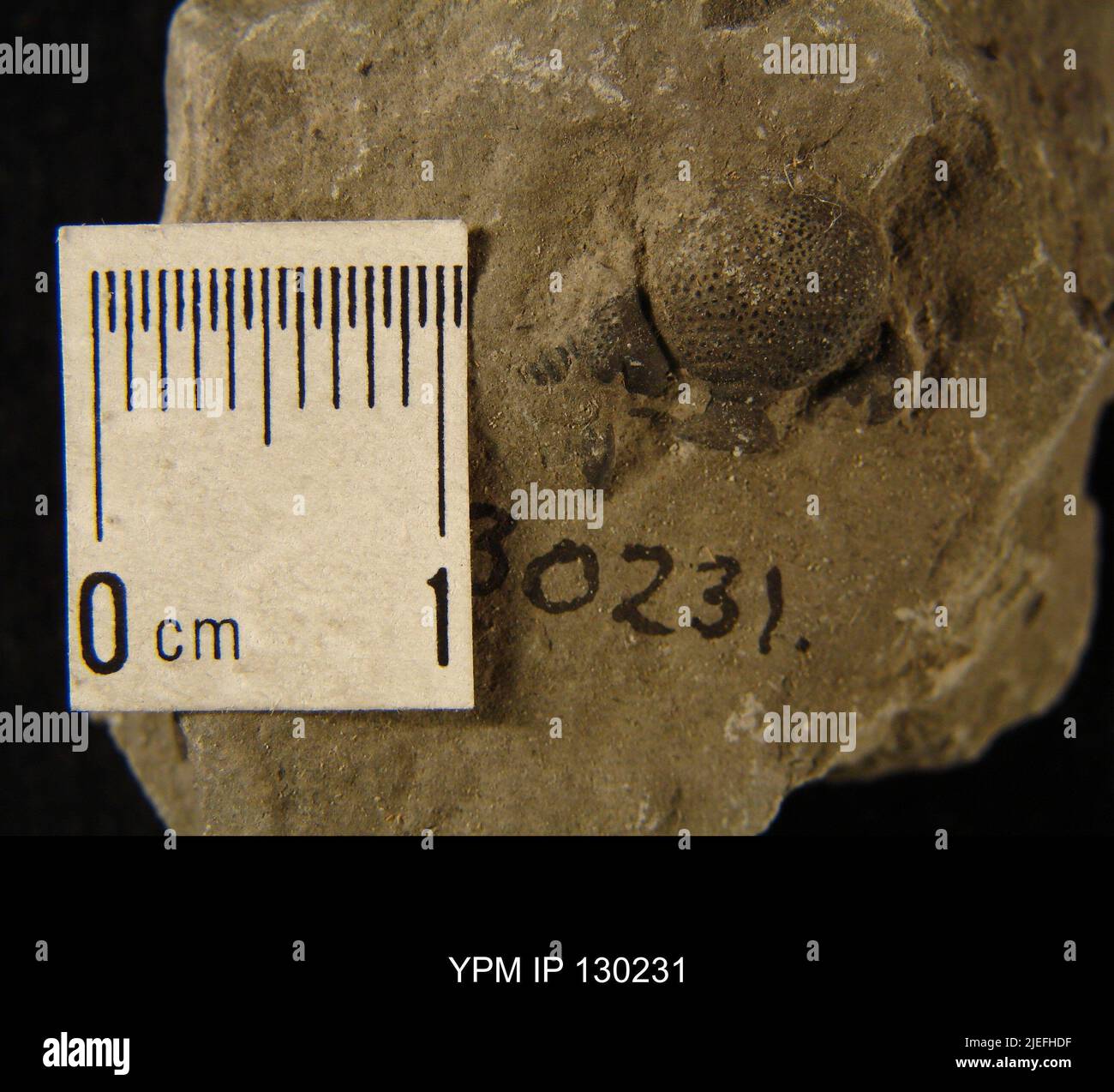 Trilobed body hi-res stock photography and images - Alamy
