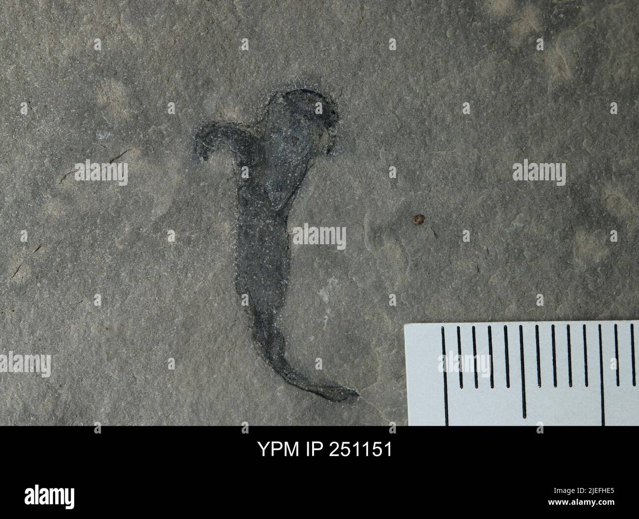 Cooksonia plants hi-res stock photography and images - Alamy