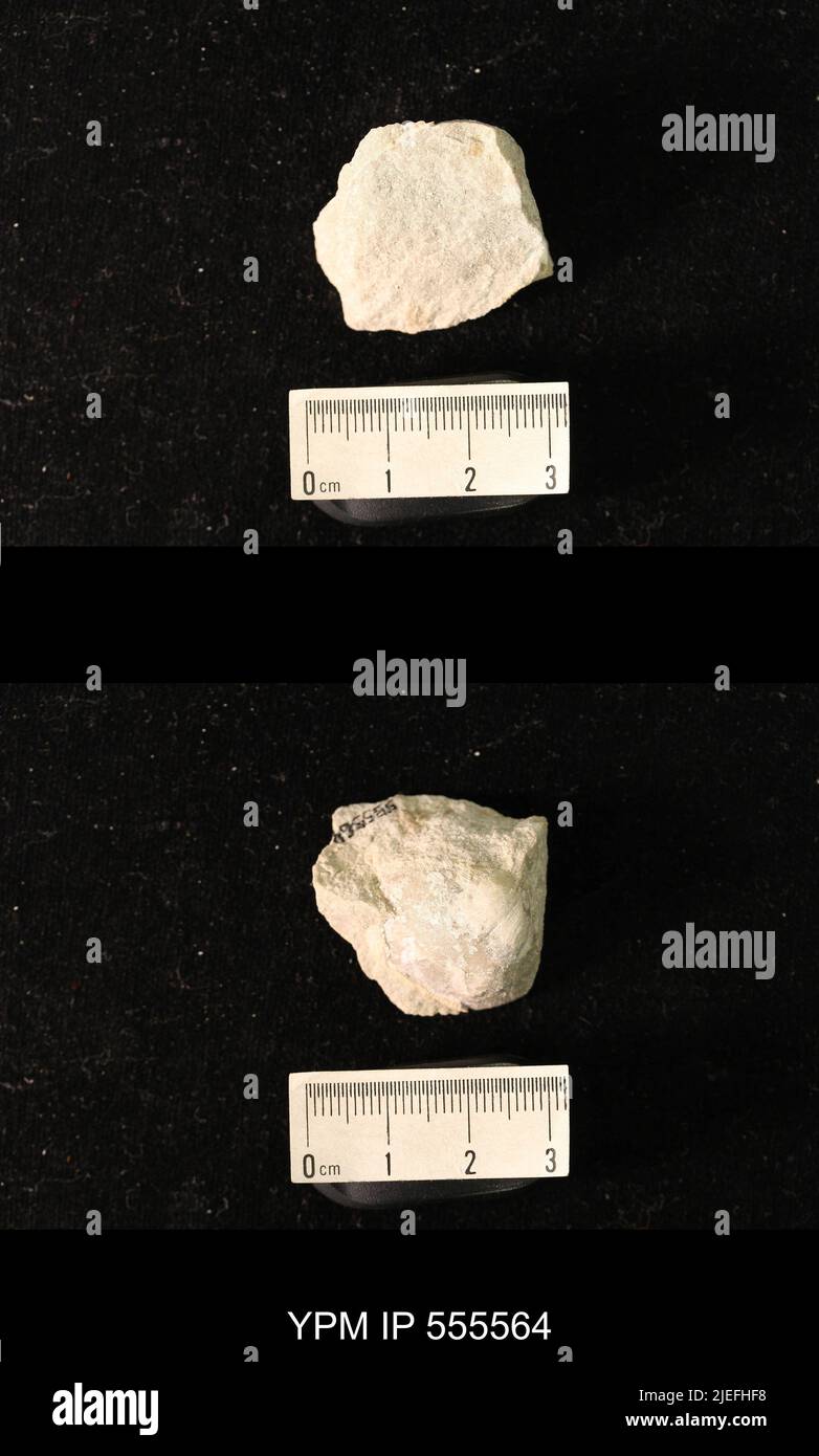 Productus cora d'Orbigny Stock Photo - Alamy