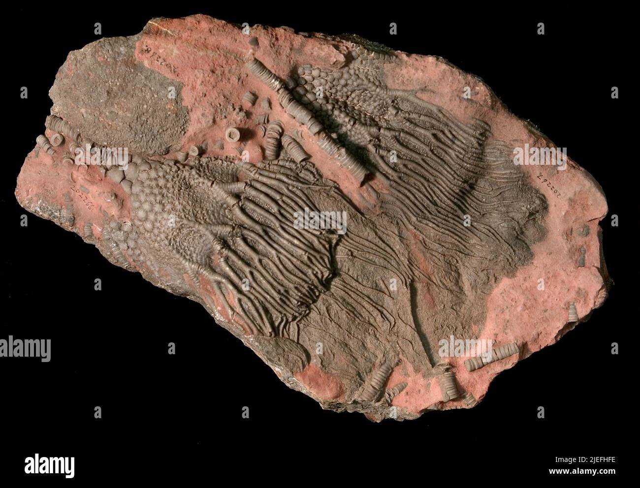 Scyphocrinites sp hi-res stock photography and images - Alamy