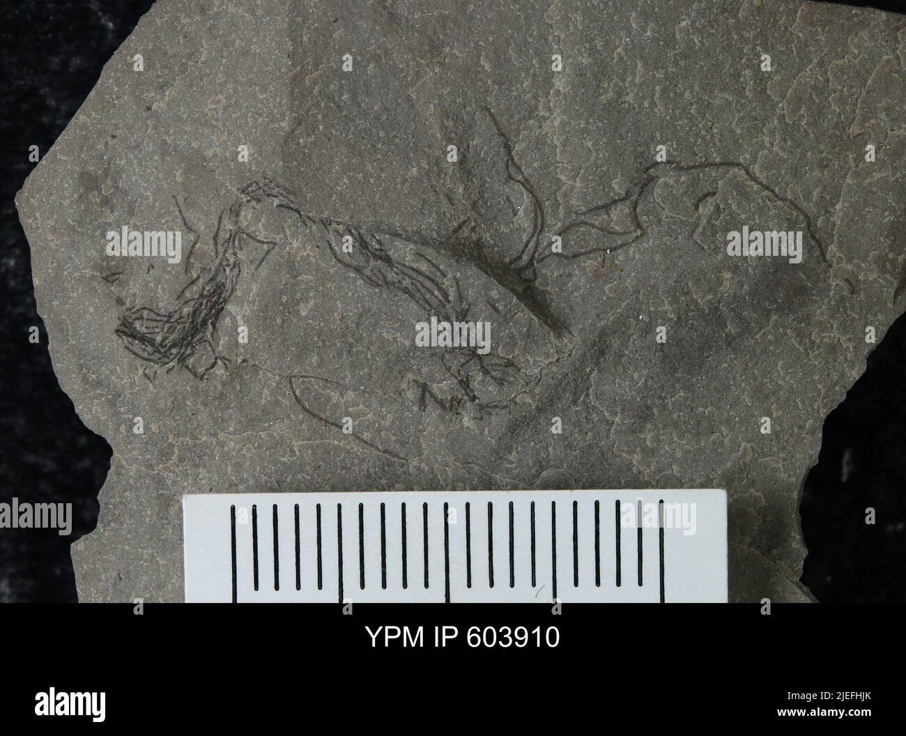 Algae plantae hi-res stock photography and images - Alamy