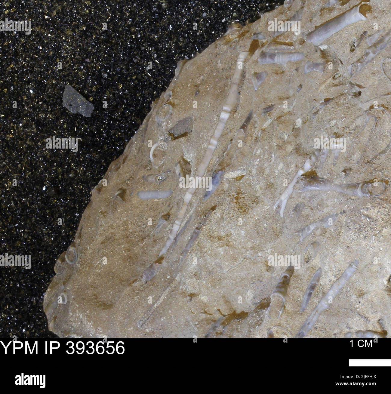 Undet serpulidae animalia hi-res stock photography and images - Alamy