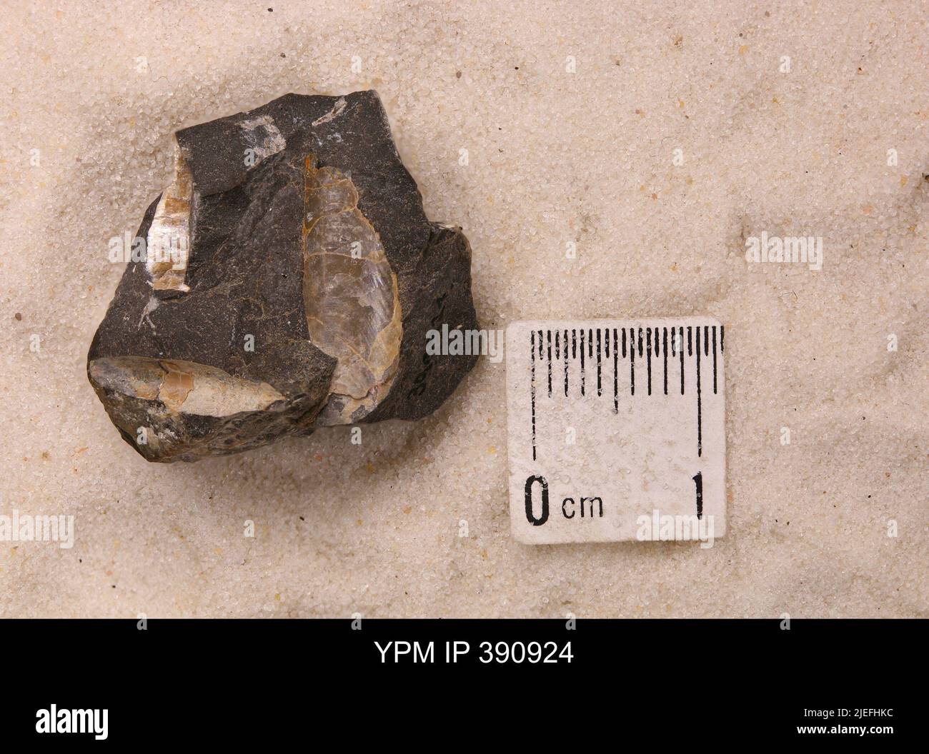 Baculites sp animalia hi-res stock photography and images - Alamy