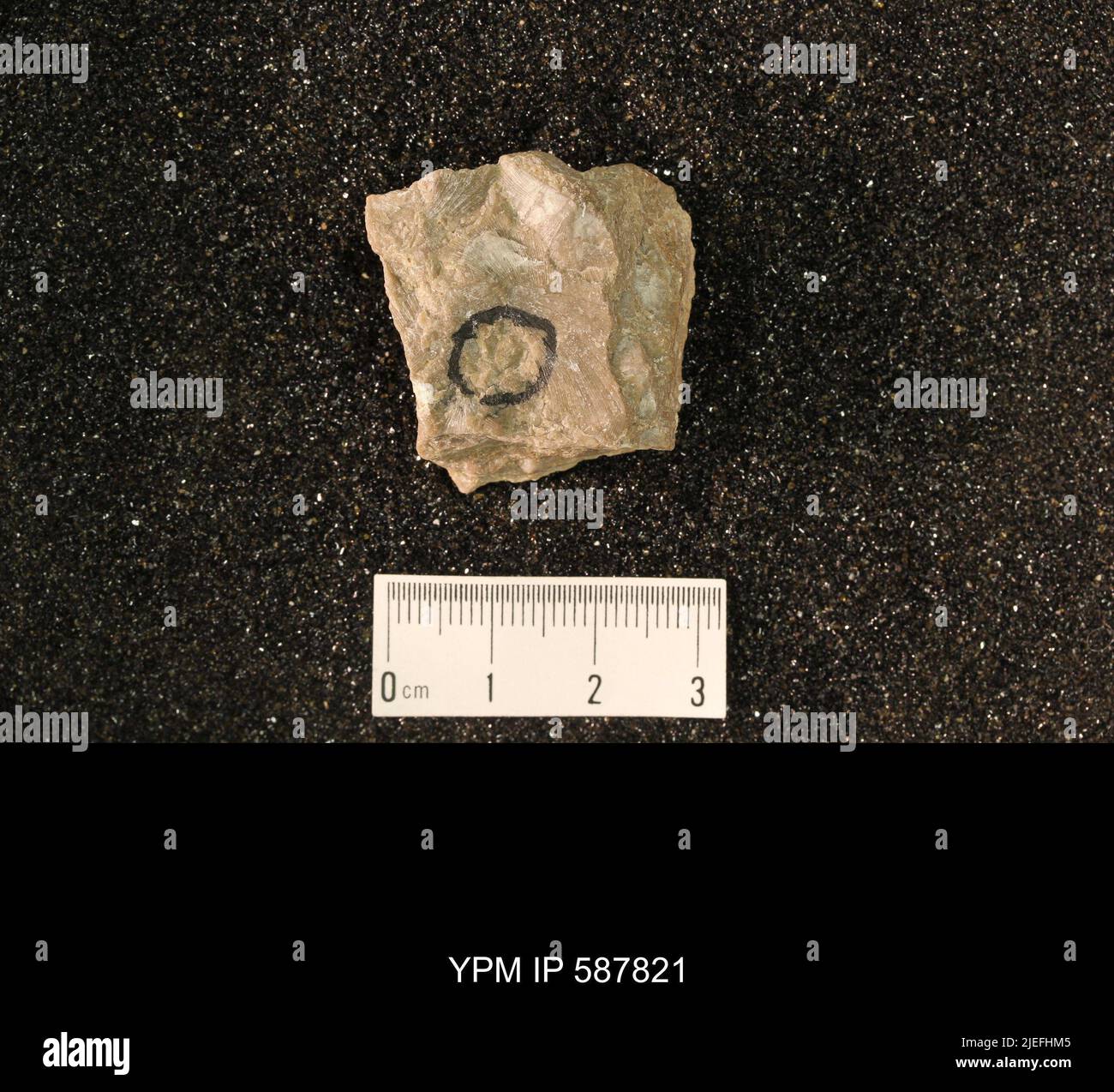 Lingulida hi-res stock photography and images - Alamy