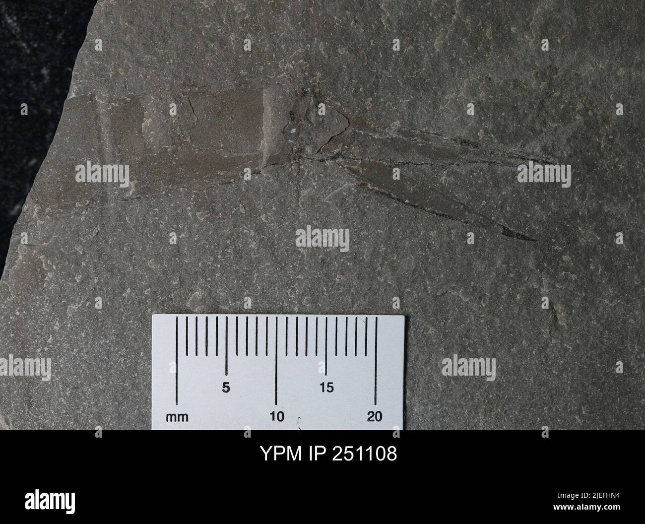 Phyllocarida hi-res stock photography and images - Alamy