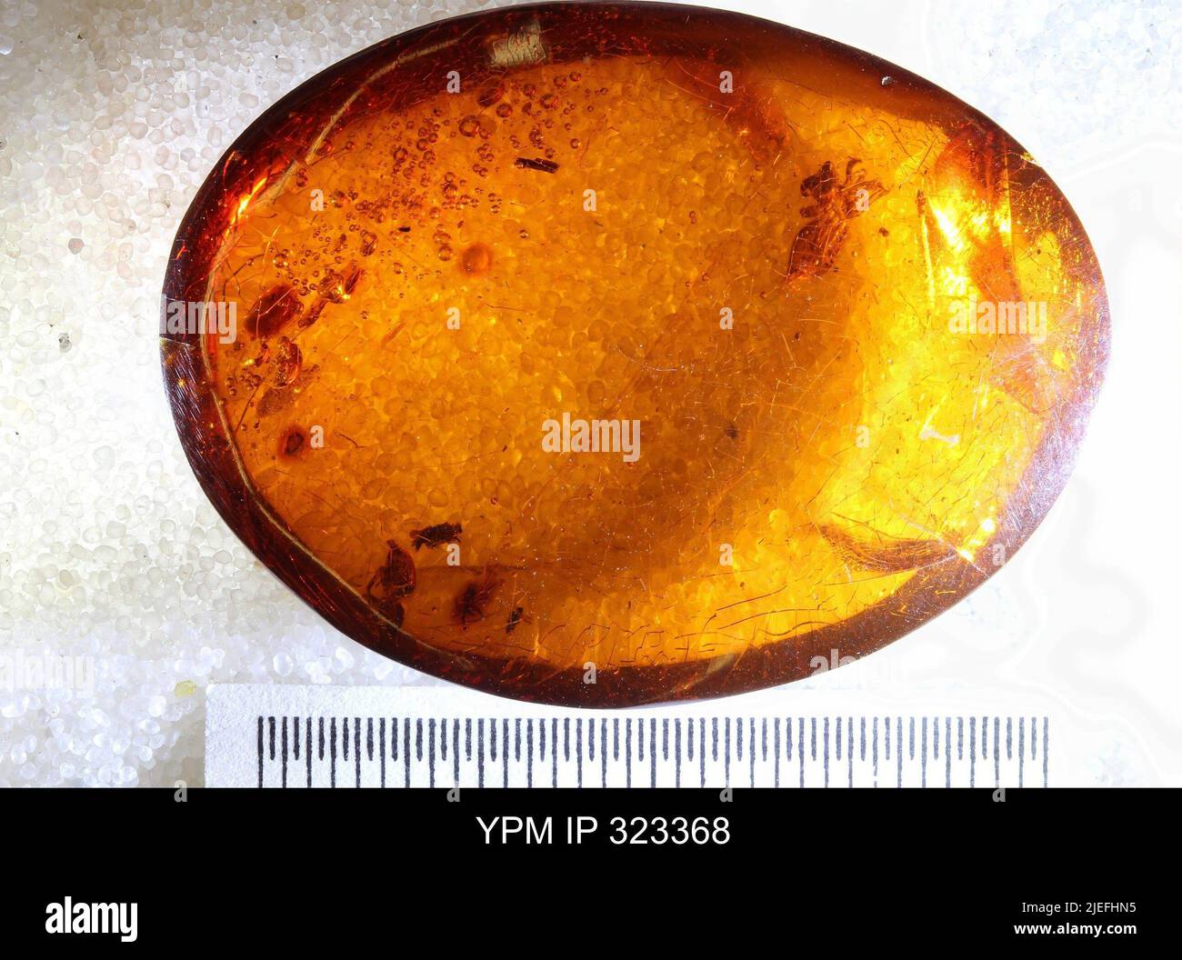 Undet araneae animalia hi-res stock photography and images - Alamy