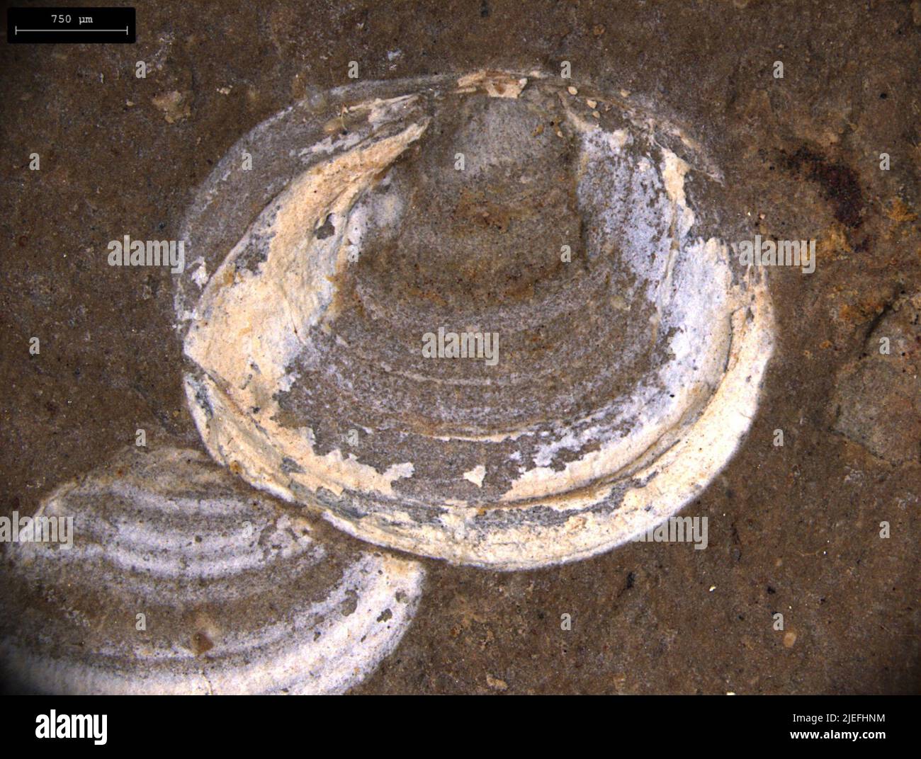 Stigall hi-res stock photography and images - Alamy