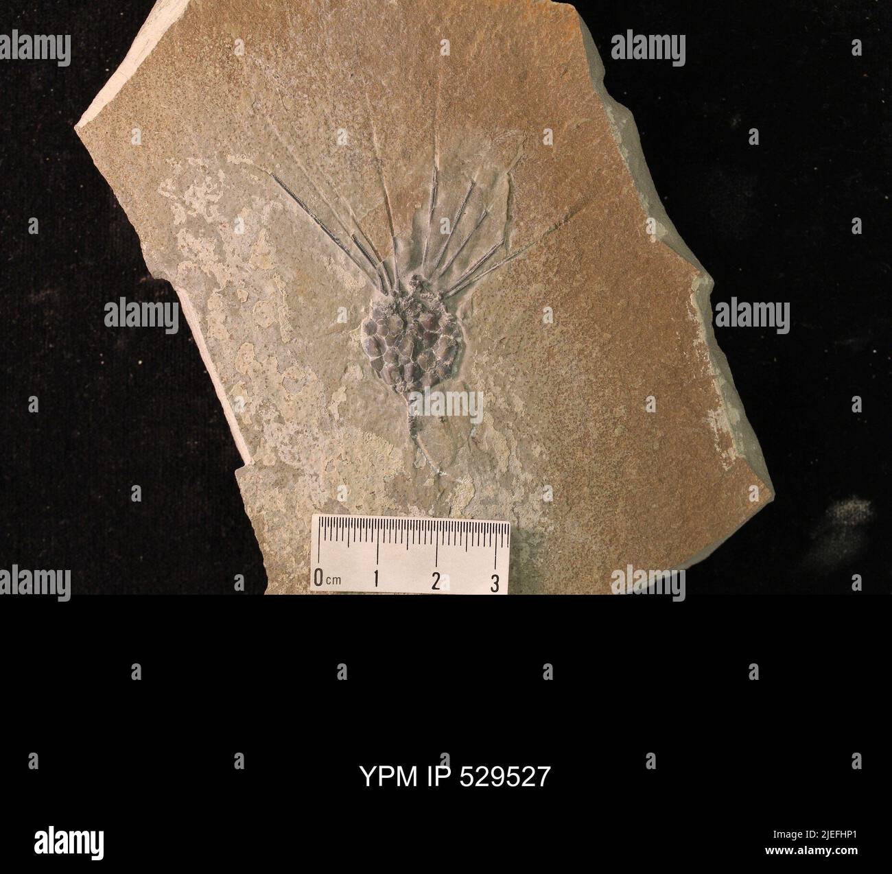 Gogia sp animalia hi-res stock photography and images - Alamy