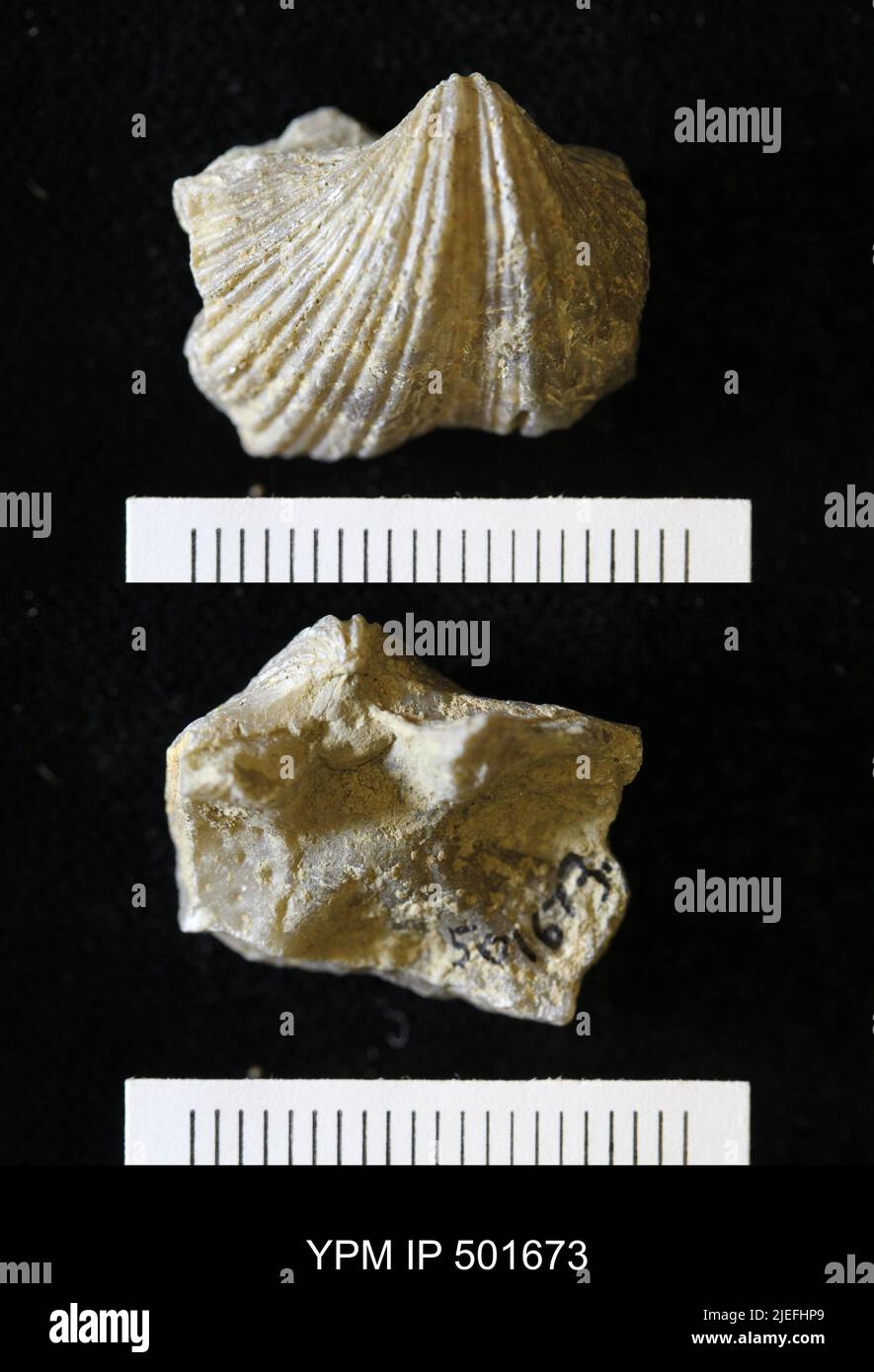 Neospirifer cameratus Morton Stock Photo - Alamy