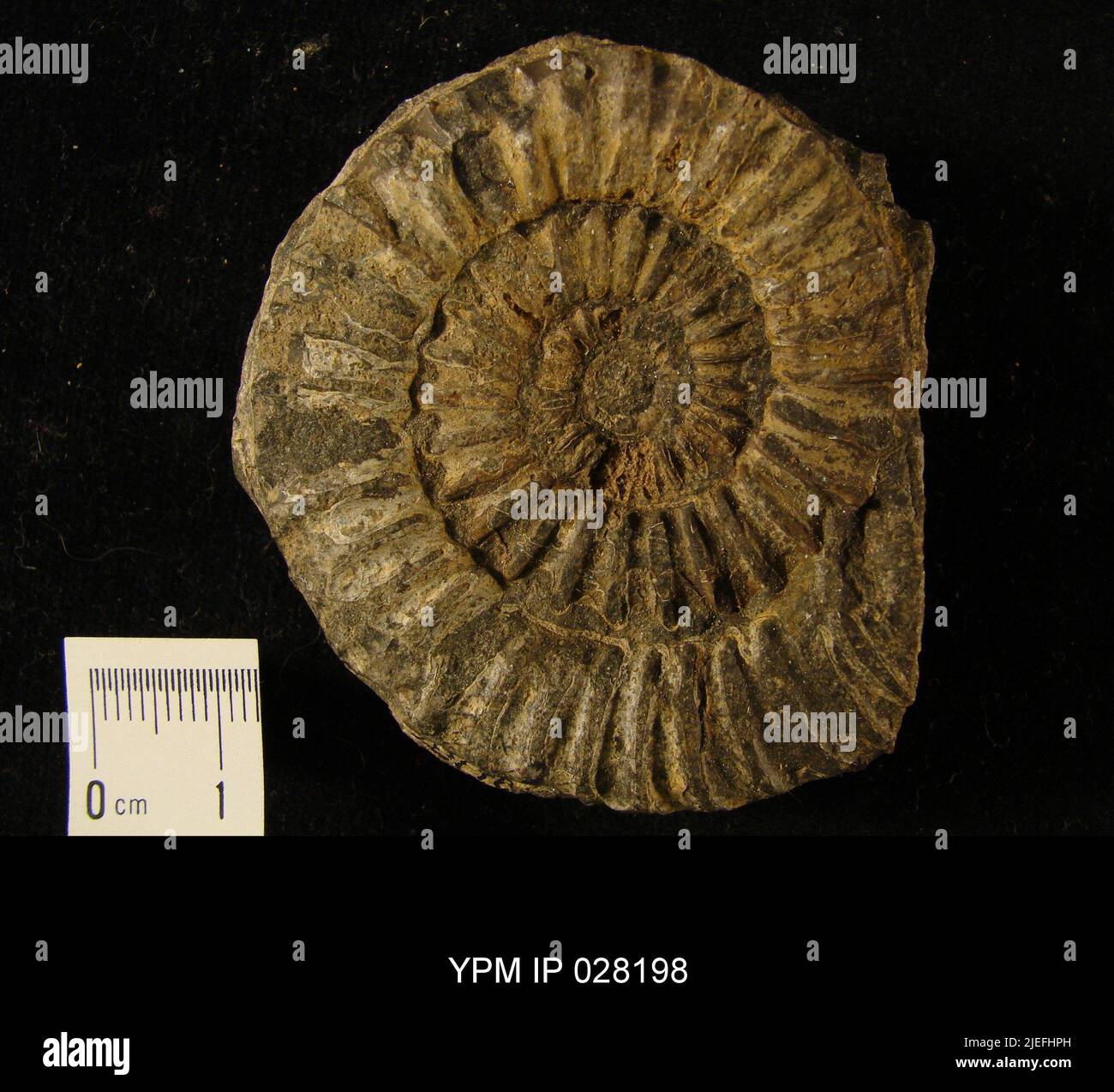Arietites hi-res stock photography and images - Alamy