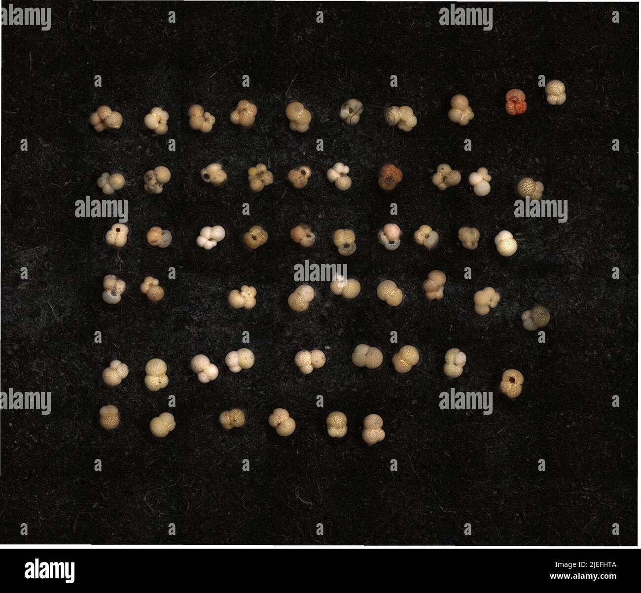 Foraminiferida hi-res stock photography and images - Alamy