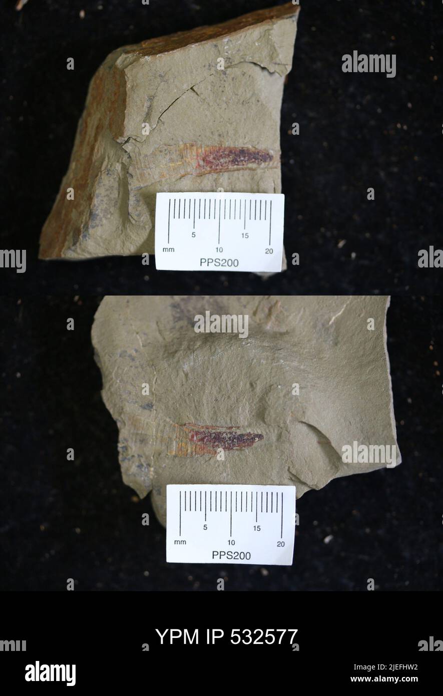 Sphenothallus sp animalia hi-res stock photography and images - Alamy