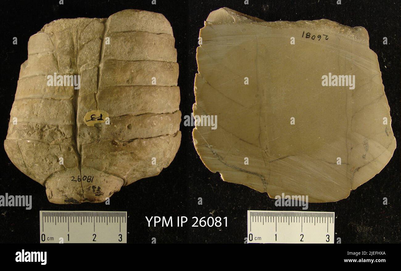 Endoceras sp animalia hi-res stock photography and images - Alamy