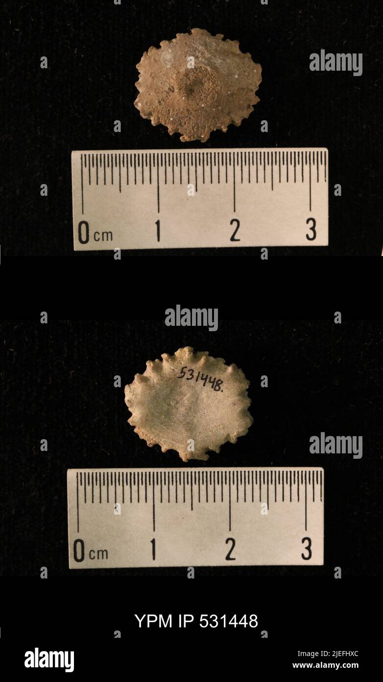 Goldfuss hi-res stock photography and images - Alamy