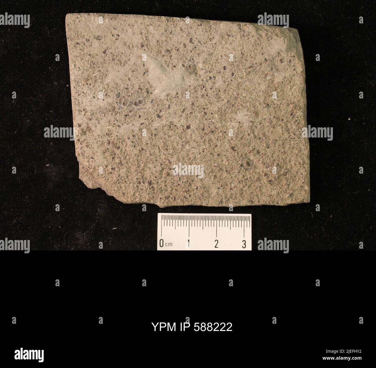 Lepis hi-res stock photography and images - Alamy