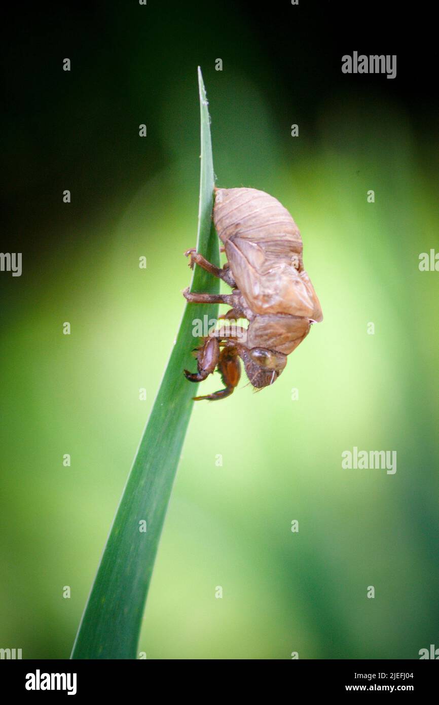 Cicada skin hi-res stock photography and images - Alamy