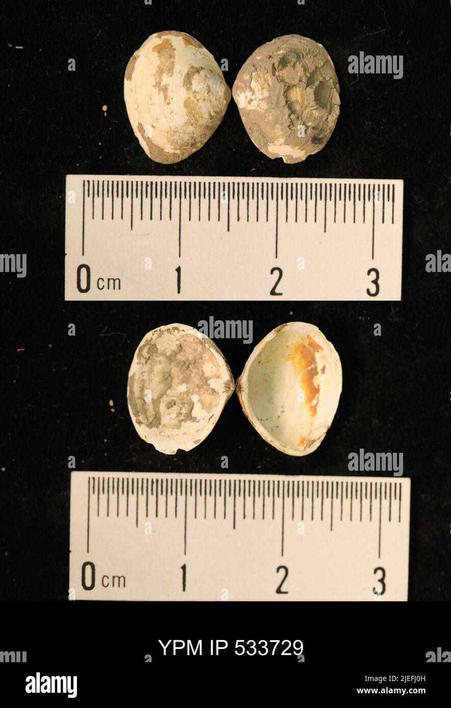 Macoma groenlandica beck hi-res stock photography and images - Alamy