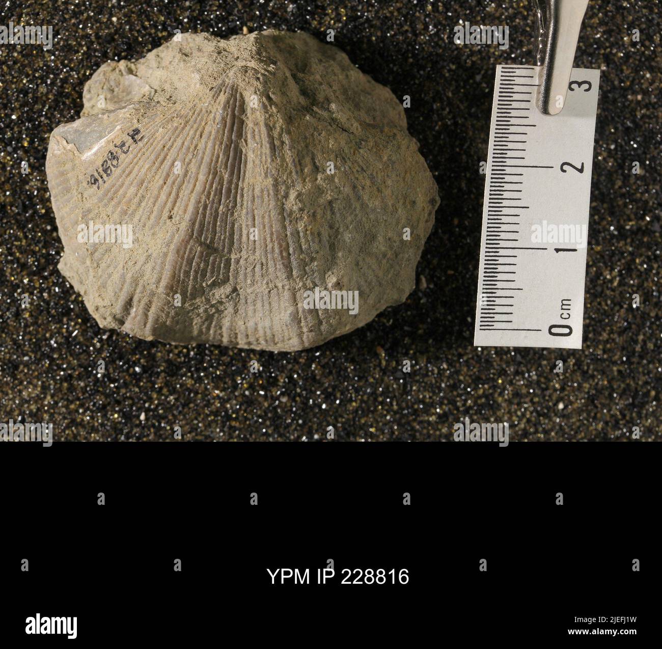 Neospirifer sp animalia hi-res stock photography and images - Alamy