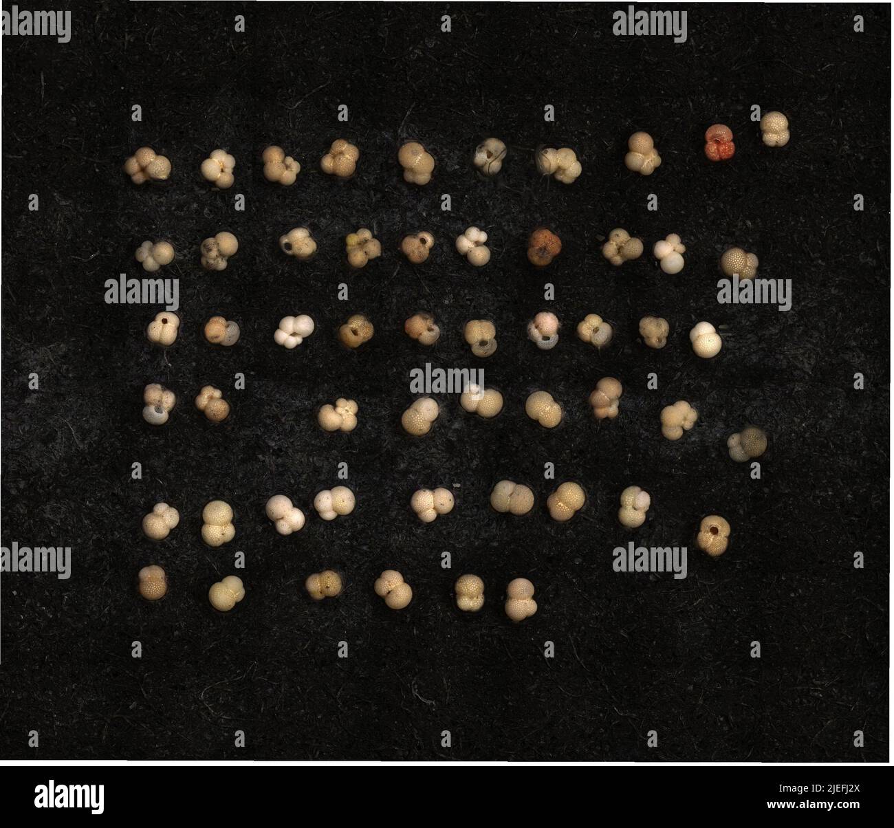 Globigerinoides ruber dorbigny hi-res stock photography and images - Alamy