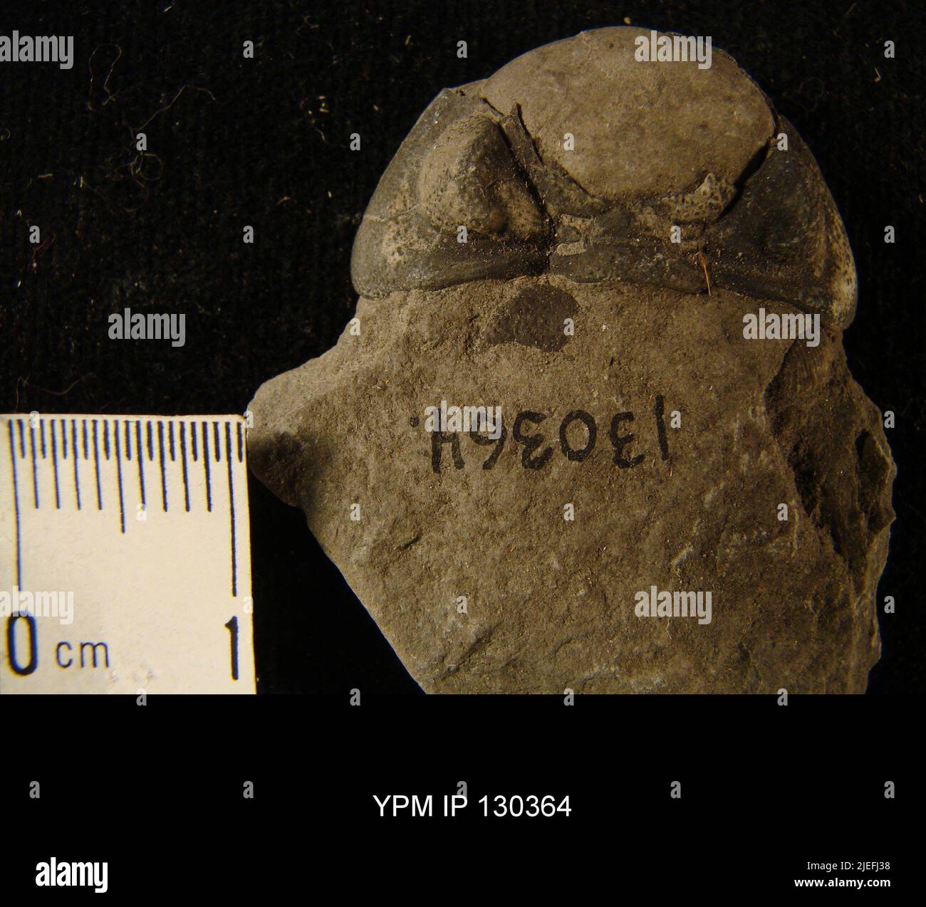 Phacops rana (Green Stock Photo - Alamy