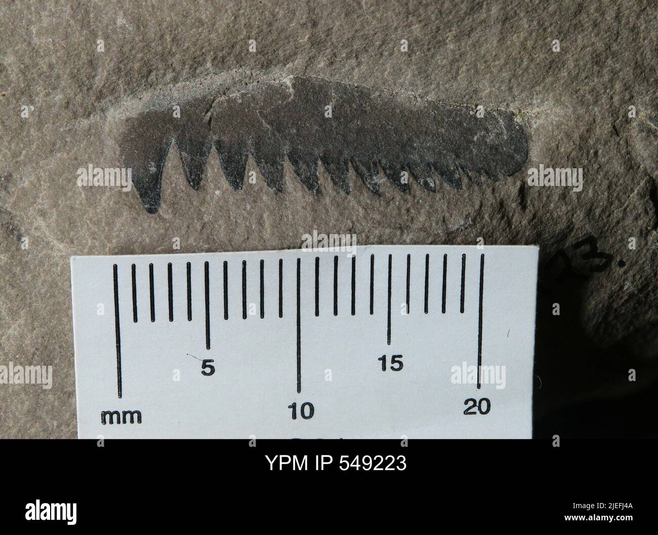 Pterygotus acutiramus macrophthalmus hall hi-res stock photography and ...