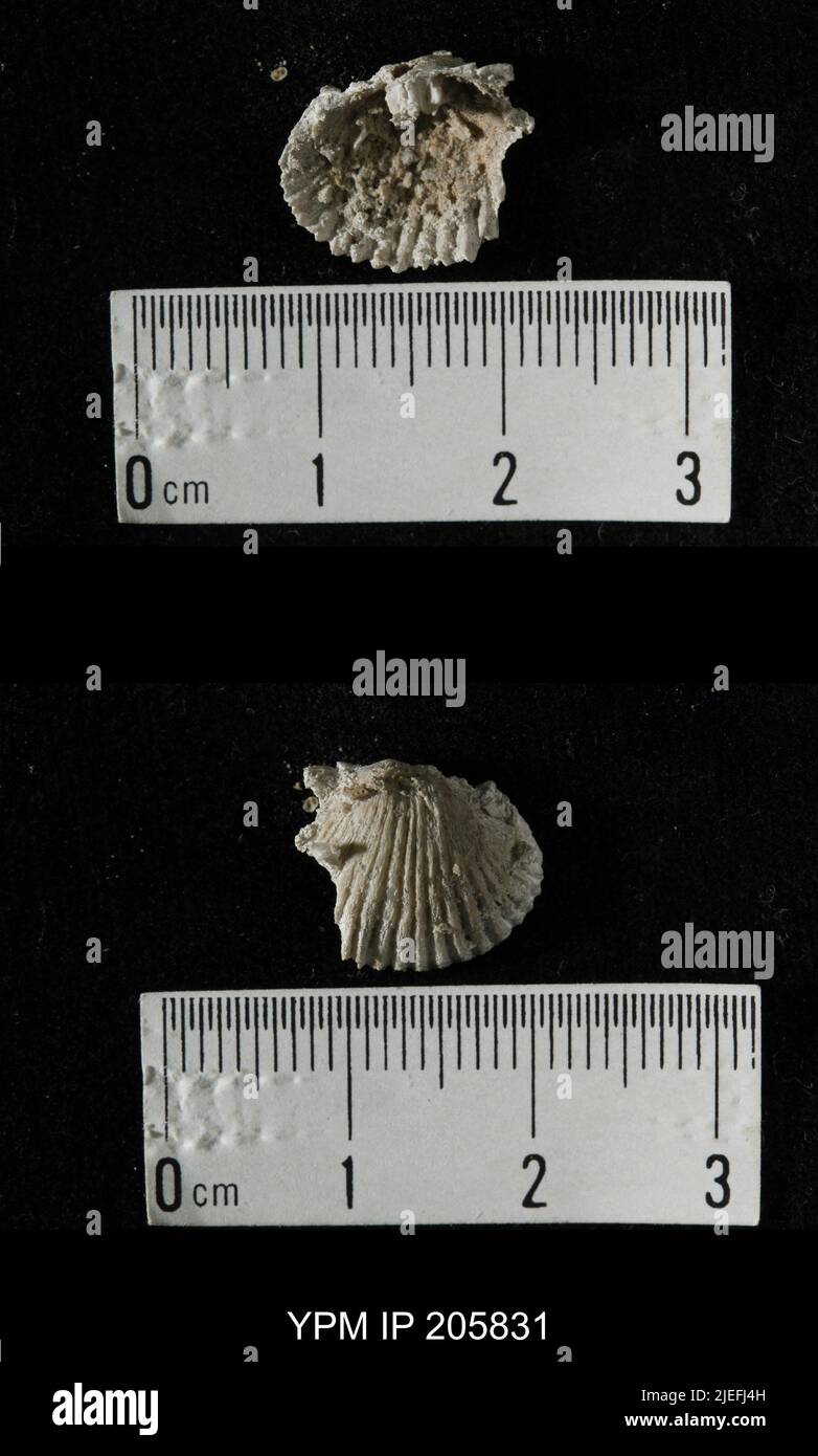 Neospirifer sp animalia hi-res stock photography and images - Alamy