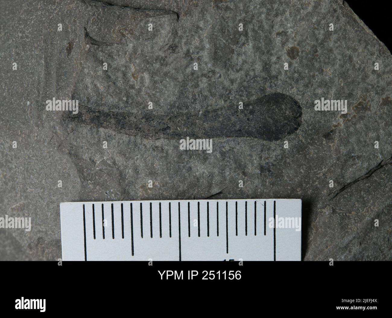 Cooksonia plants hi-res stock photography and images - Alamy