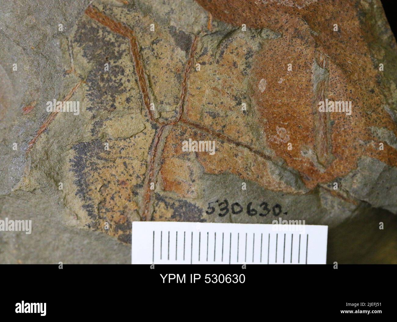 Undet dichograptidae animalia hi-res stock photography and images - Alamy