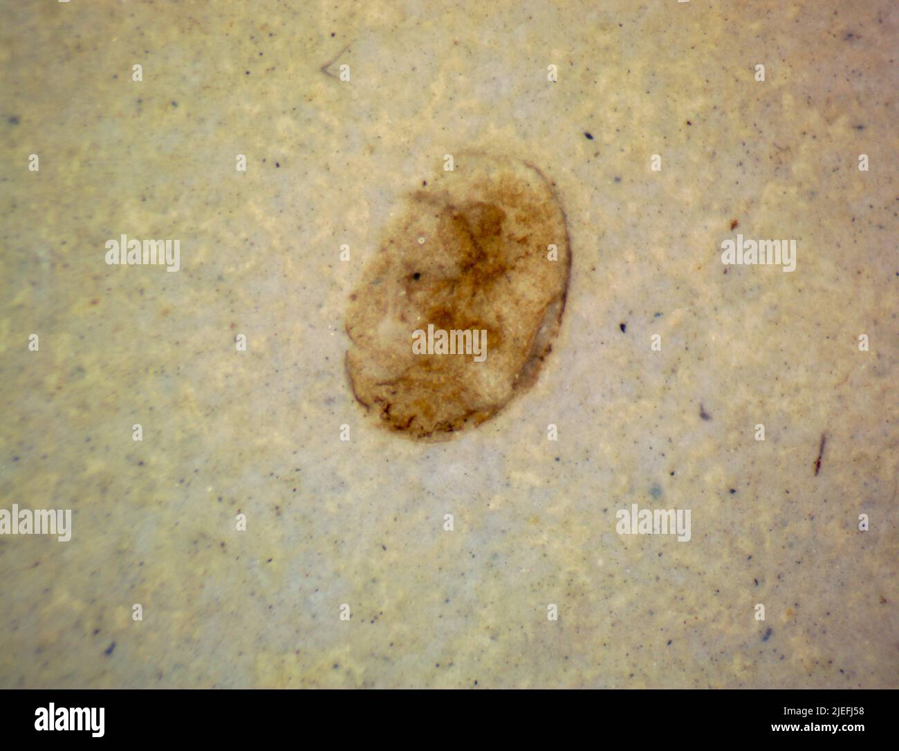 Taxonomic study coleoptera species hi-res stock photography and images ...
