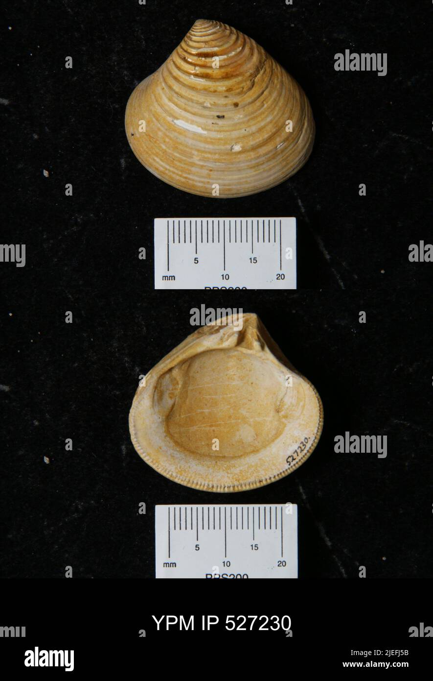 Astarte species hi-res stock photography and images - Alamy