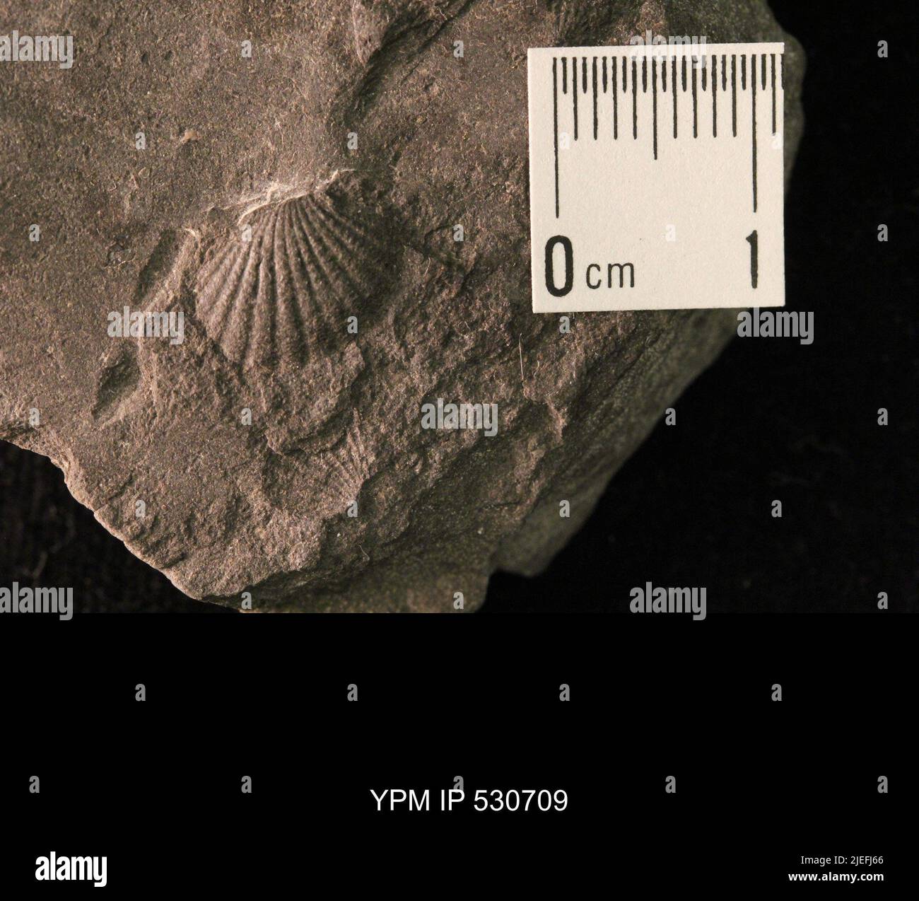 Cardiola retrostriata (von Buch, 1832 Stock Photo - Alamy