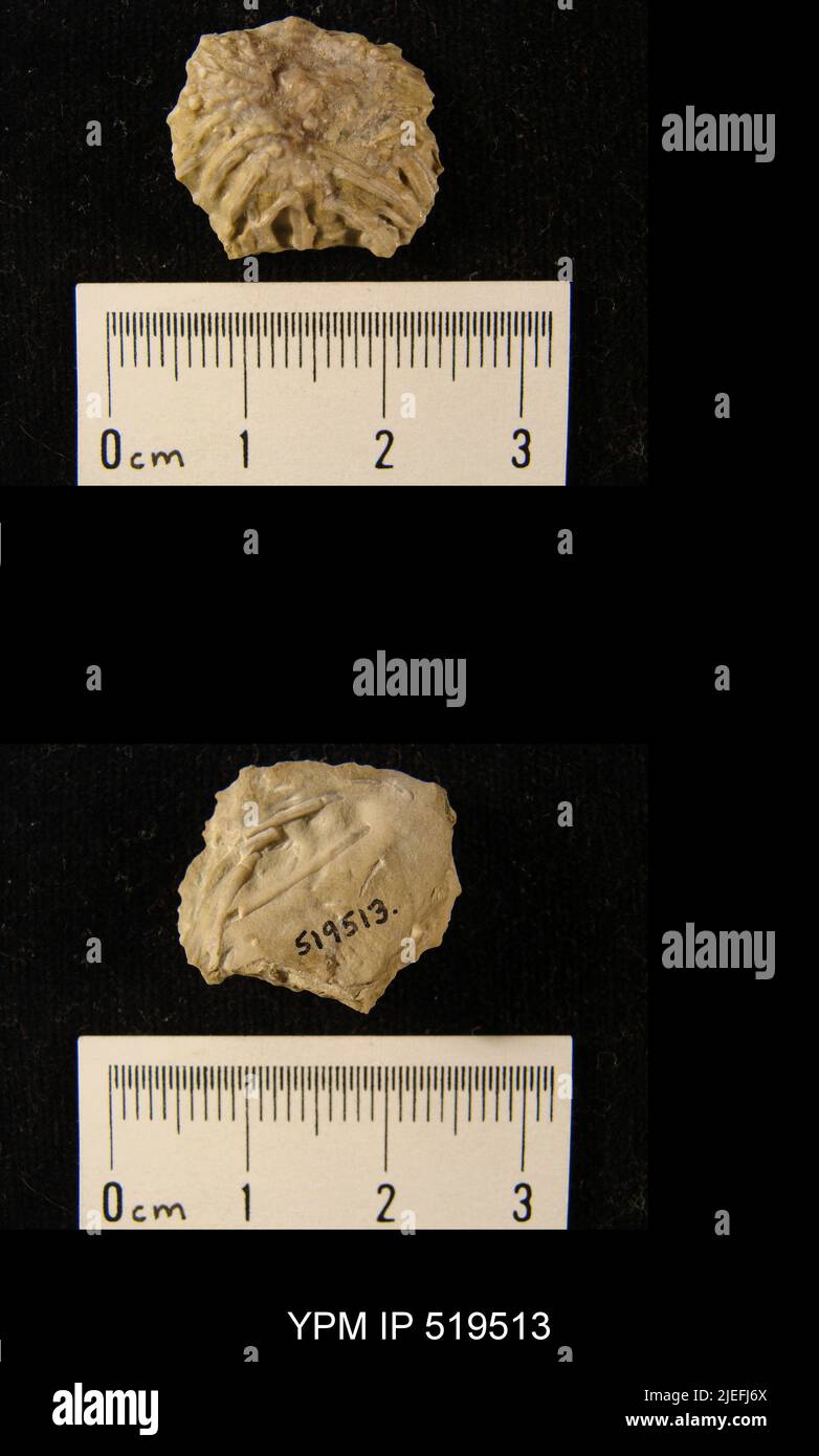 Archaeocidaris aliquantula Kier, 1958 Stock Photo - Alamy