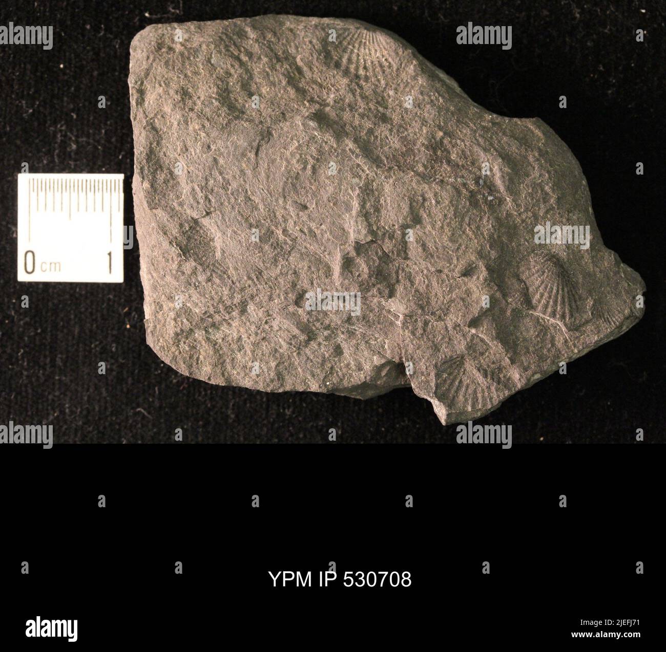 Cardiola retrostriata von buch hi-res stock photography and images - Alamy