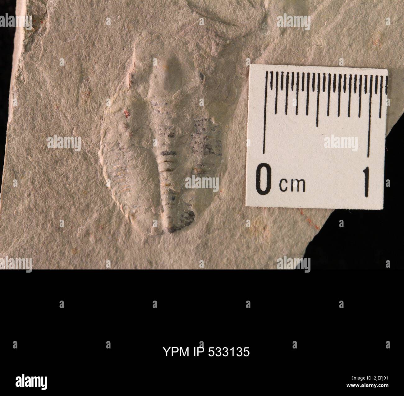 Elrathia kingi (Meek Stock Photo - Alamy