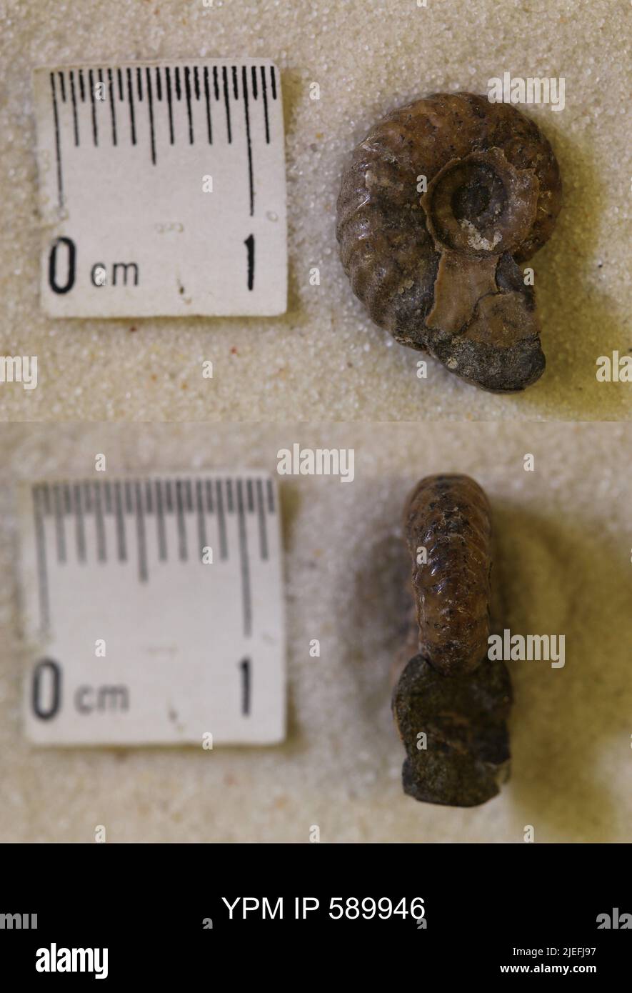 Hoploscaphites comprimus (Owen Stock Photo - Alamy